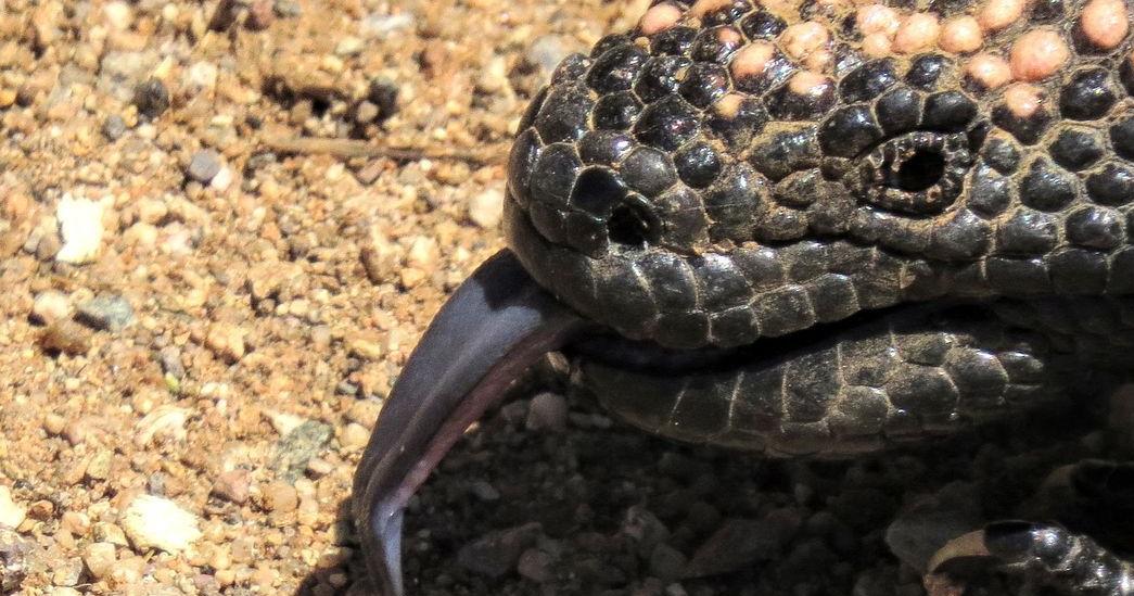 GV man in critical condition after Gila monster bite | Local News ...