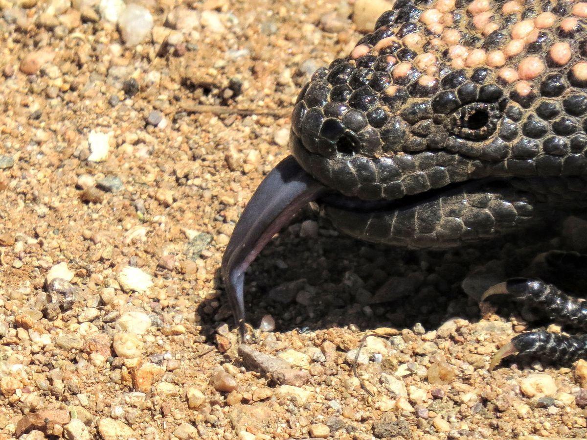 GV man in critical condition after Gila monster bite | Local News ...