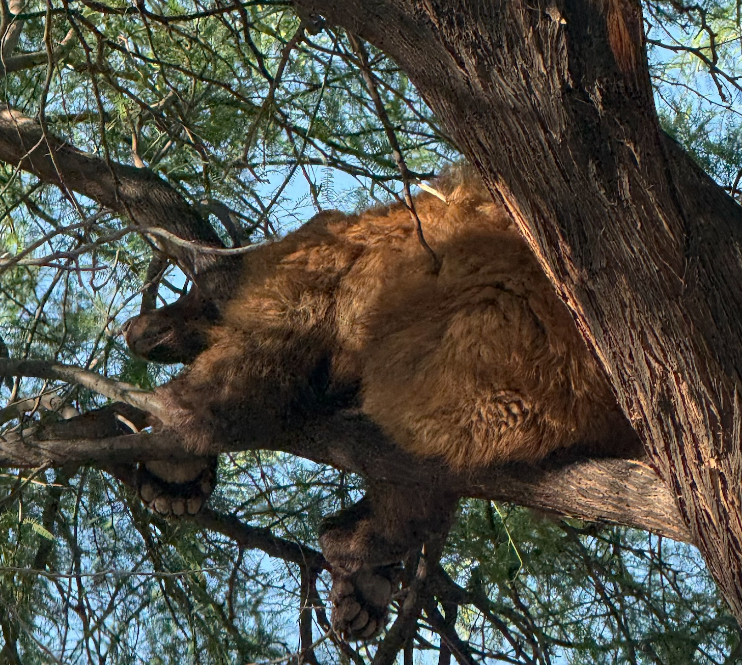 VIDEO: Bear captured in Rancho Sahuarita neighborhood | Free Access ...