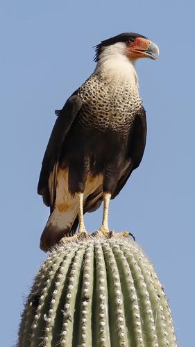 Our Stories: Crested caracaras: Tips on photographing birds in Arizona ...