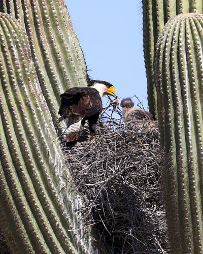 Our Stories: Crested caracaras: Tips on photographing birds in Arizona ...