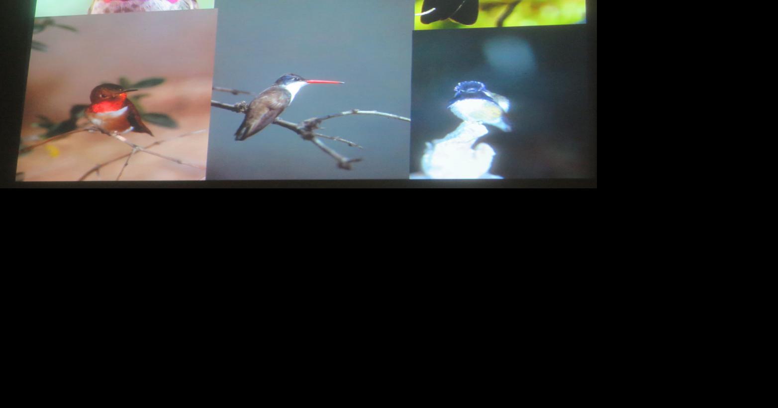 FLYING JEWELS: Brilliant, acrobatic hummingbirds draw crowd | Get Out ...