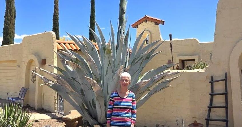 Things to keep in mind about blue agave | Get Out | gvnews.com
