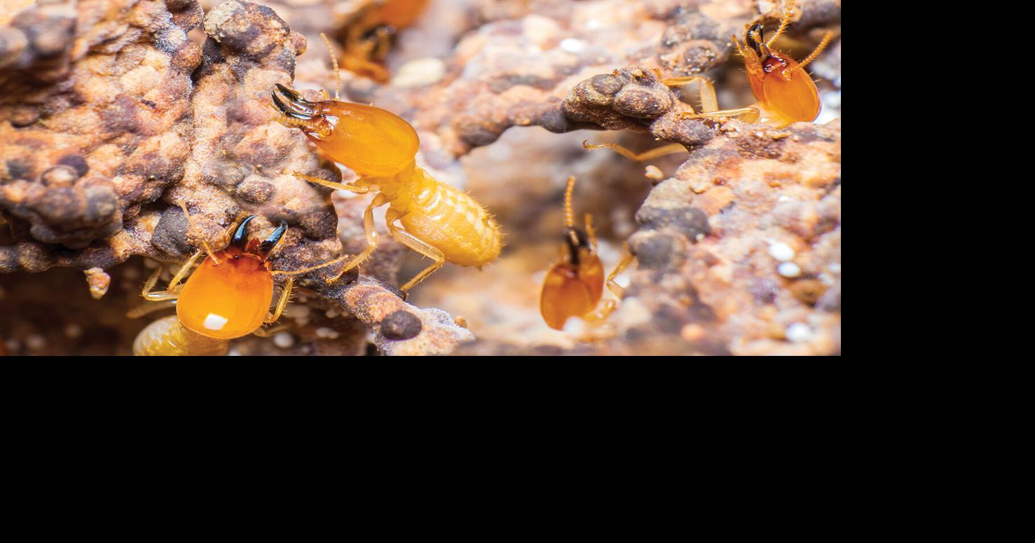 Watch out for termites! | Bill's Home Service | gvnews.com