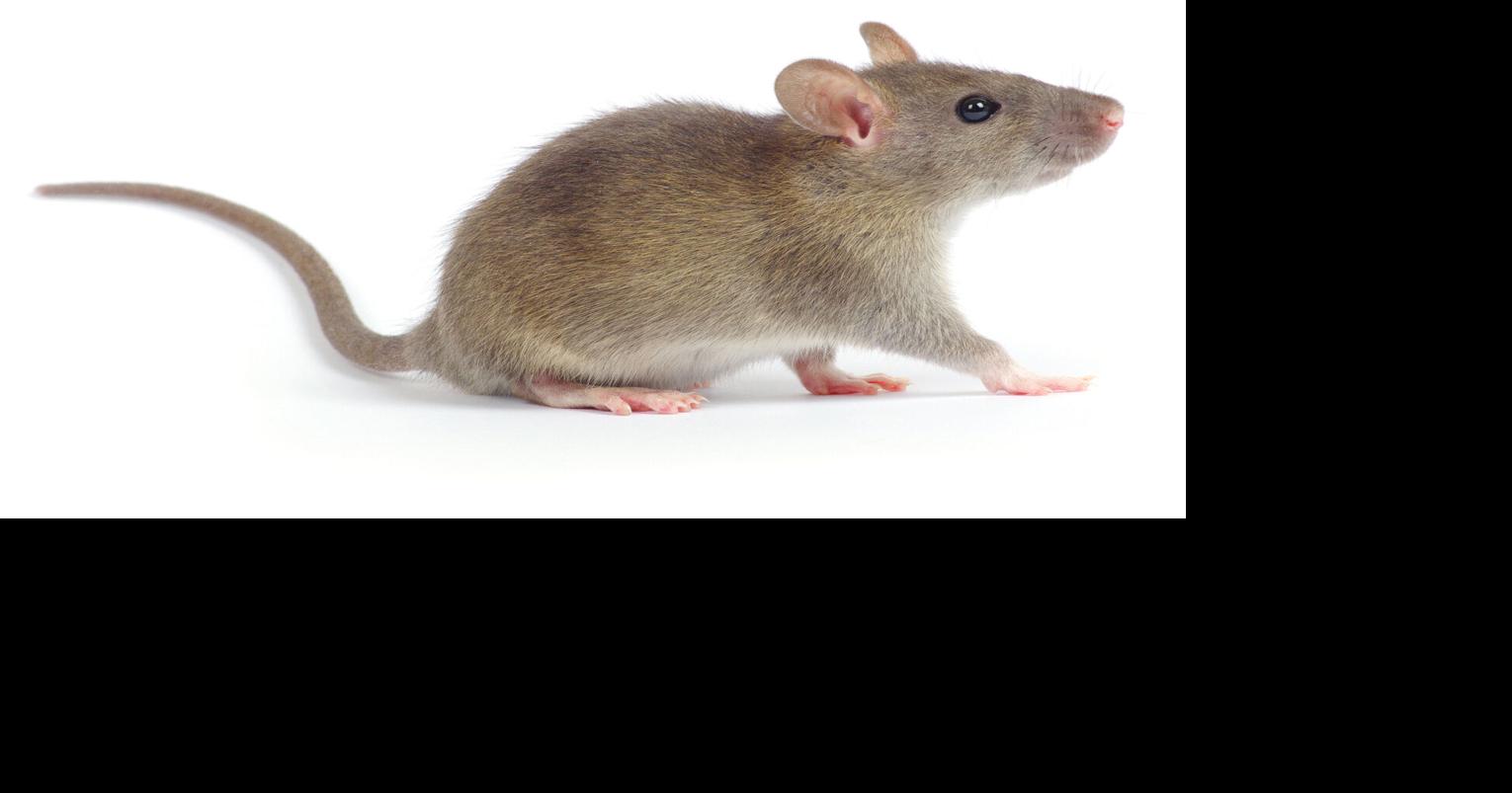 Desert rodents in Southern Arizona | Bill's Home Service | gvnews.com