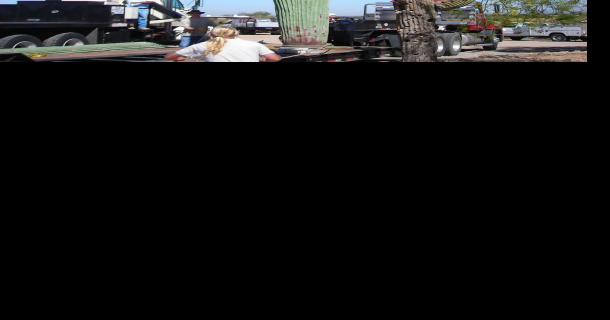 Hiding in plain sight: Clever ways to disguise a cell tower | Local ...