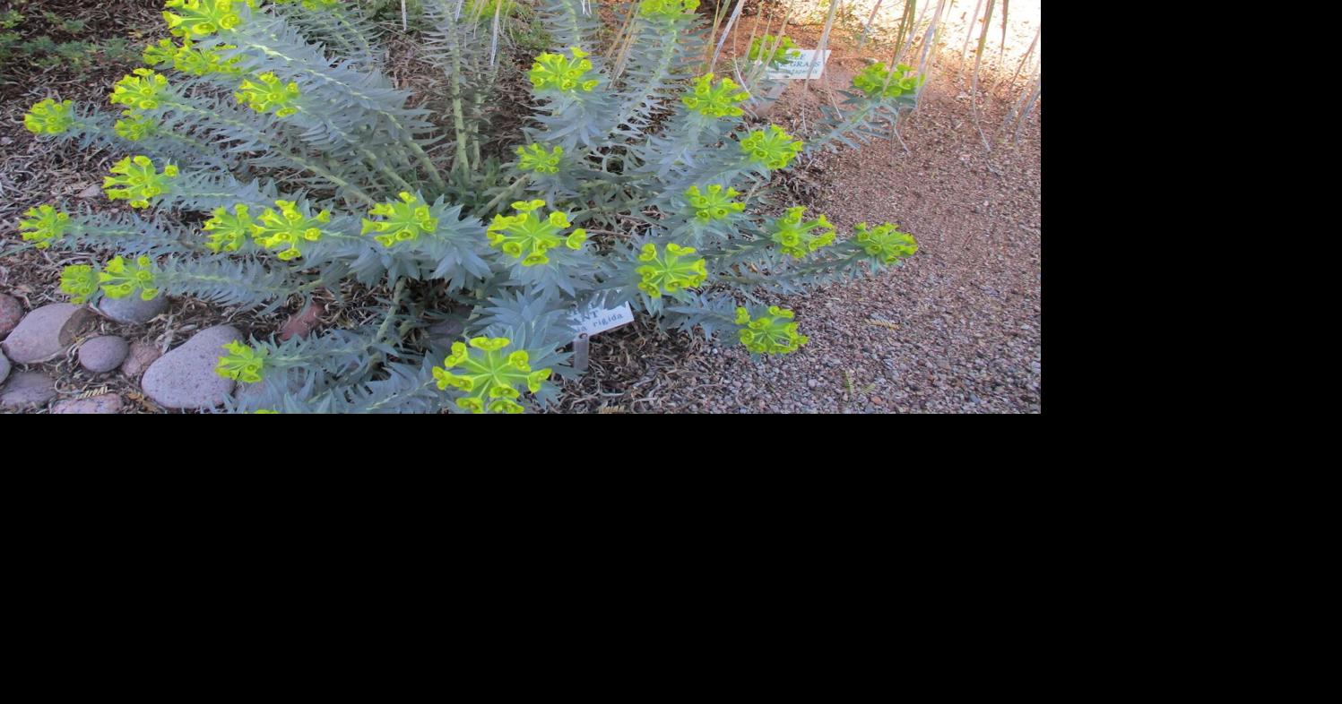 Green Valley Gardeners: Low-care plants perfect for a snowbird’s garden ...