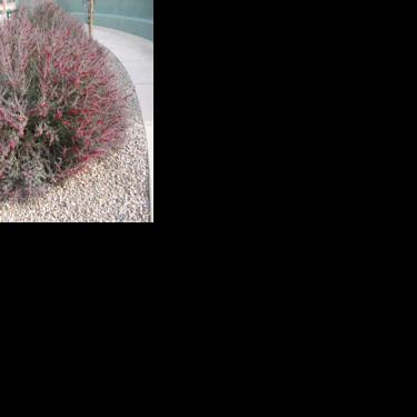 GV Gardeners: Think now about Valentine Emu | Get Out | gvnews.com