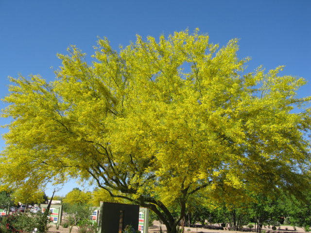 GV Gardeners: Native trees, shrubs for our desert | Get Out | gvnews.com