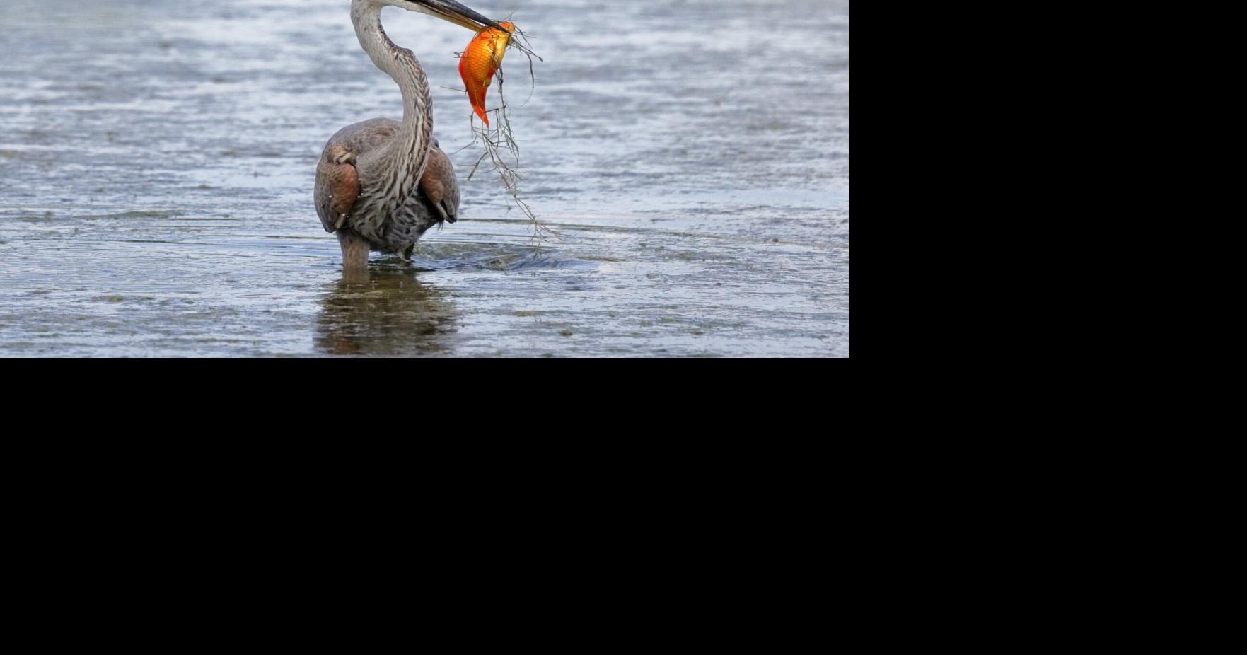 Don’t toss them in: Non-native pets don’t belong in lakes | Local News ...