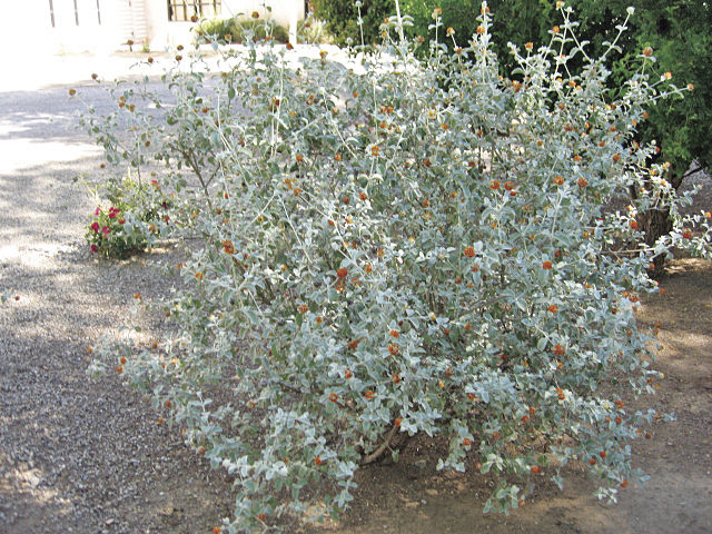 GV Gardeners: Options in place of sight-robbing trees | Get Out ...