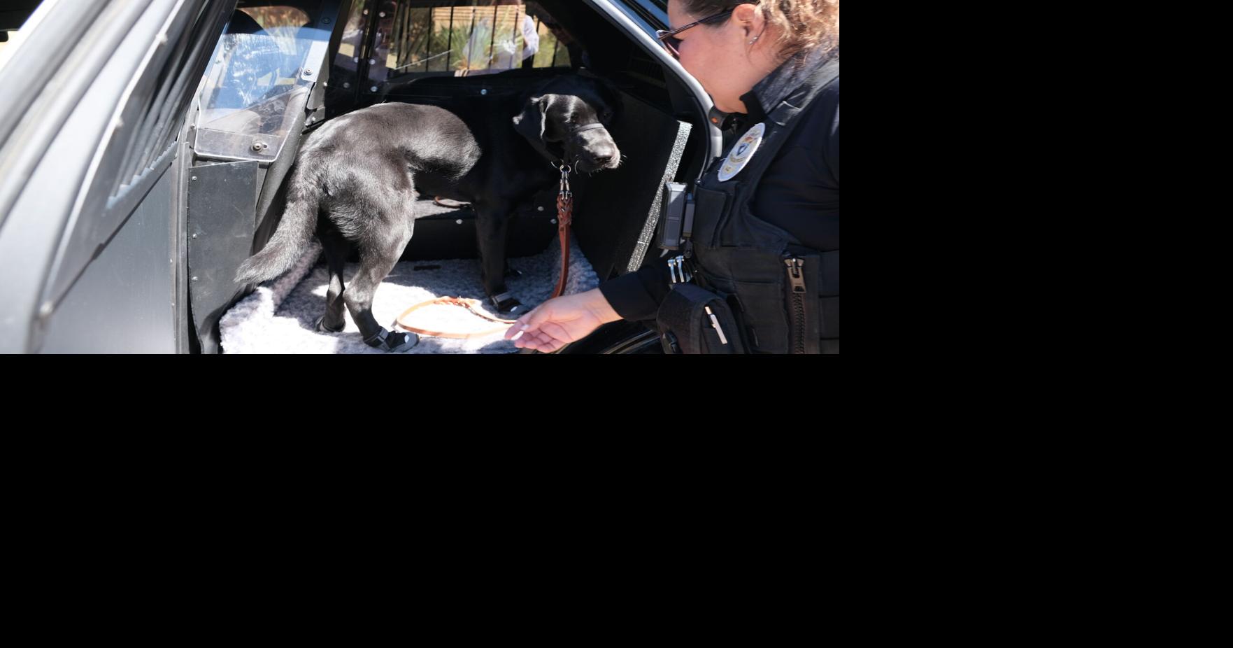No hot dogs: Summer's here; keep animals at home | Local News Stories ...