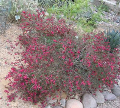 GV Gardeners: Early Valentines in the desert | Get Out | gvnews.com