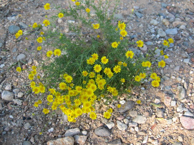 GV Gardeners: Landscaping ideas for tight spaces | Get Out | gvnews.com