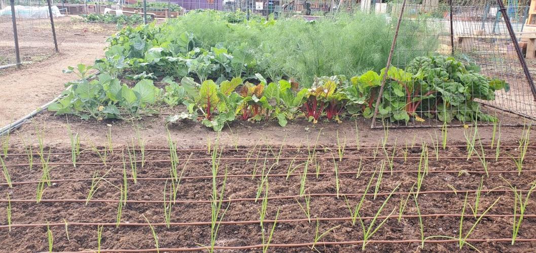 Grow a winter garden: Tips for growing a successful vegetable plot ...