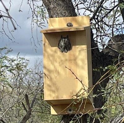 Nest boxes need volunteer monitors | Local News Stories | gvnews.com