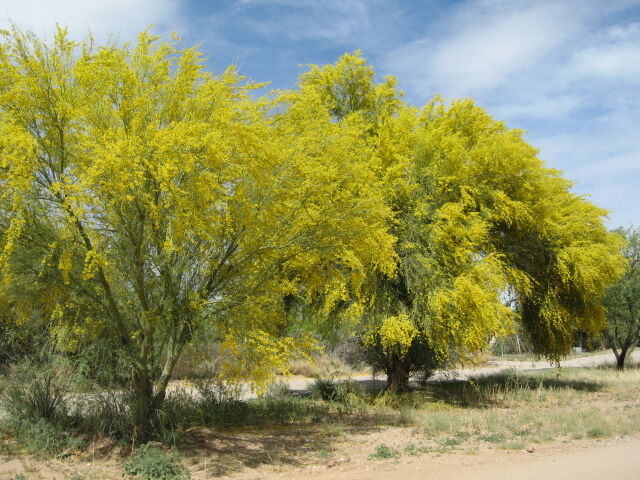 Green Valley Gardeners: Native trees benefit songbird gardens | Get Out ...