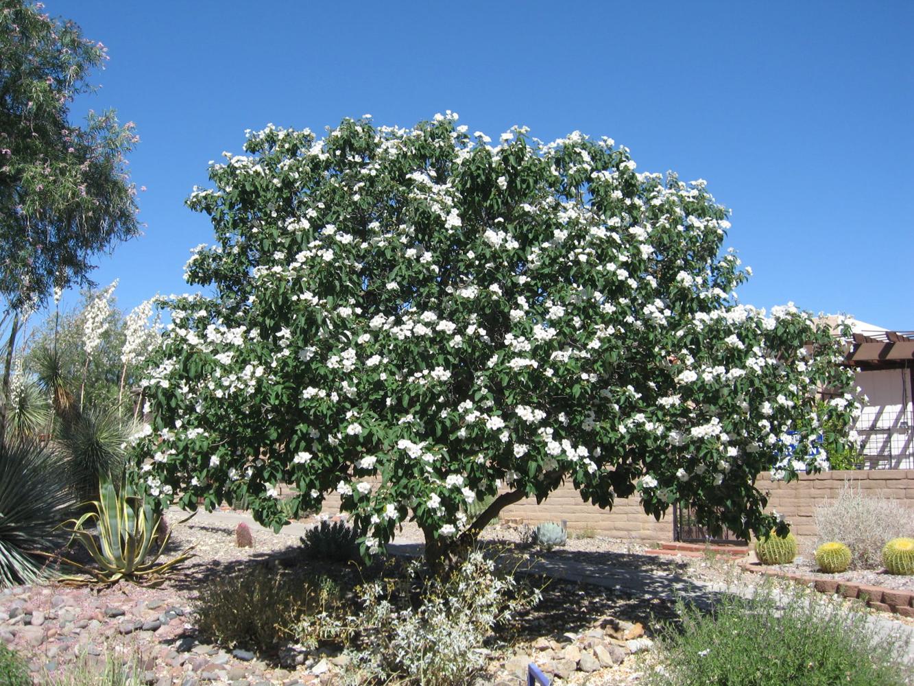 GV Gardeners: Summer monsoon season on horizon | Get Out | gvnews.com