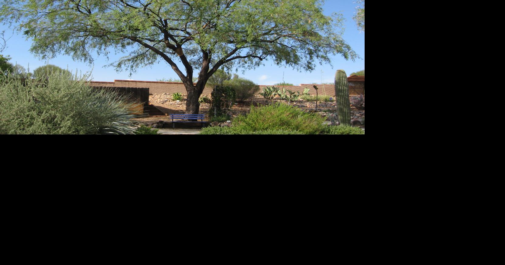 GV Gardeners: Preferred native trees for songbird gardens | Get Out ...