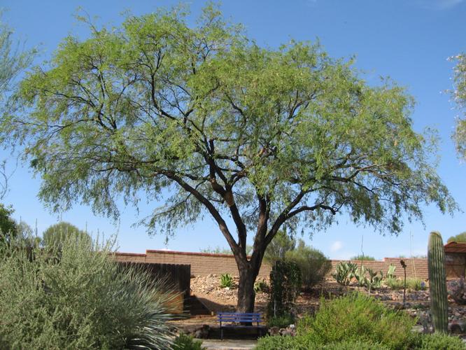 GV Gardeners: Preferred native trees for songbird gardens | Get Out ...