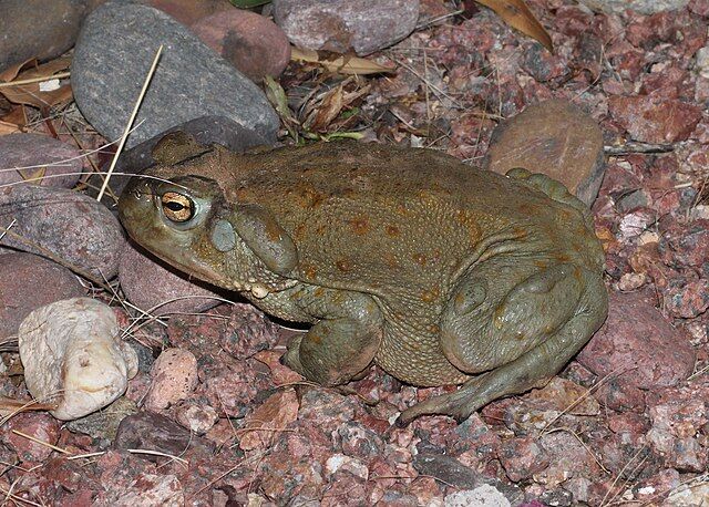 Colorado River toad kills GV dog | Local News Stories | gvnews.com
