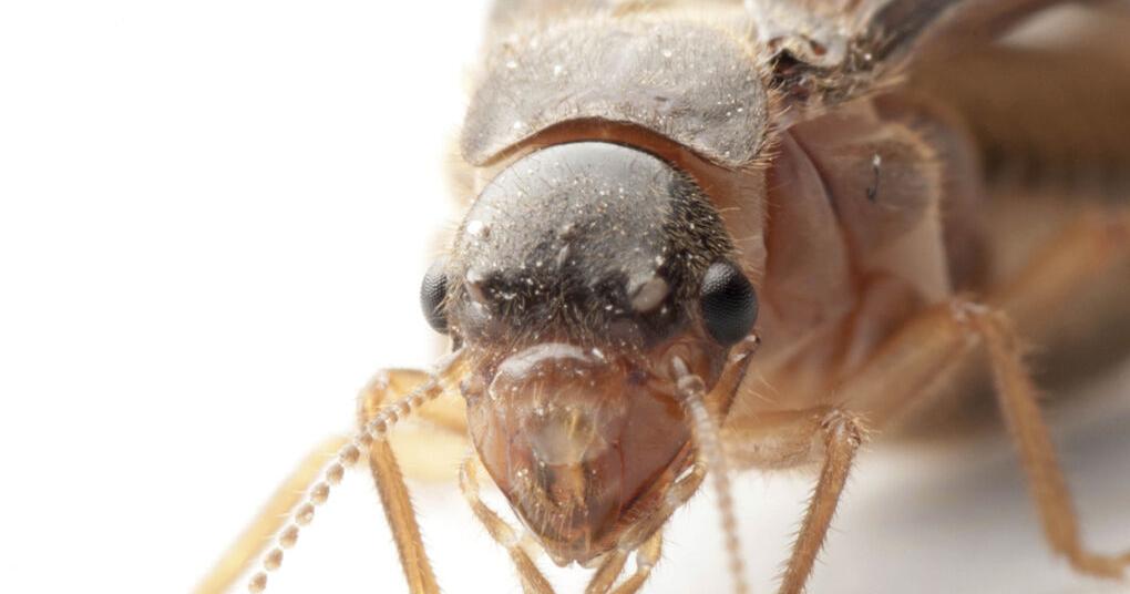 What to Do When Termites Move Into Your Home | Bill's Home Service ...