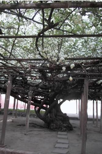 Rose Tree Festival honors world’s largest rose bush | Get Out | gvnews.com