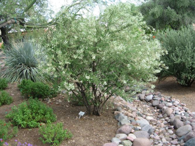GV Gardeners: Scented shrubs for the desert landscape | Get Out ...