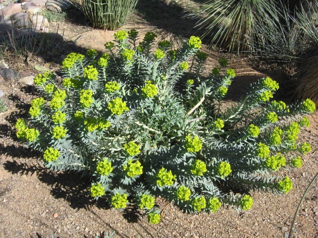GV Gardeners: Choosing javelina-resistant native plants | Get Out ...