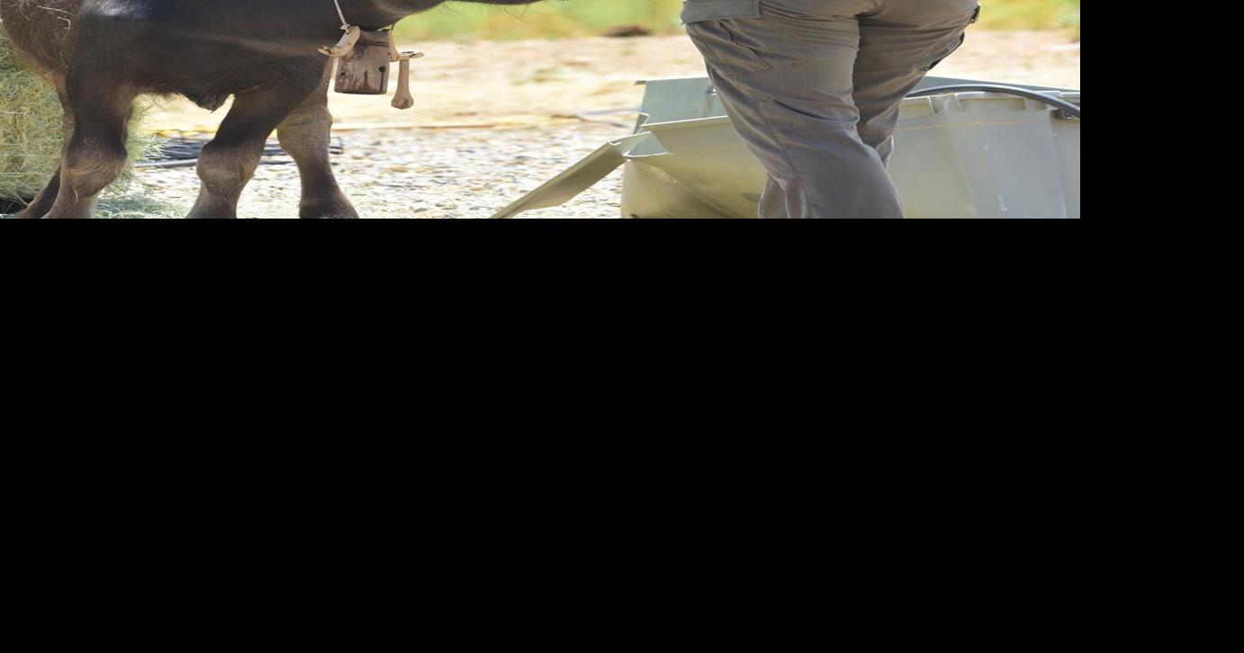 Camel owner once again under investigation for animal neglect | Local ...