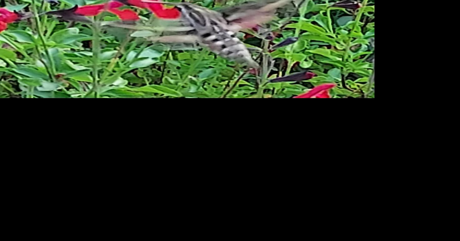 Green Valley Gardeners: What a very strange hummingbird! | Get Out ...