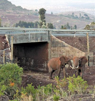 Elephant underpass saves animals, land, nerves | Eco Living | gvnews.com