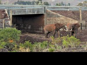 Elephant underpass saves animals, land, nerves | Eco Living | gvnews.com