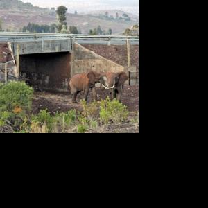 Elephant underpass saves animals, land, nerves | Eco Living | gvnews.com