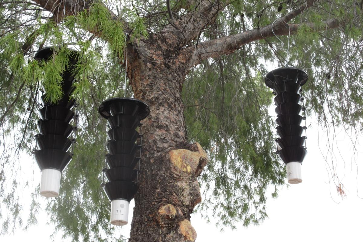 Are destructive bark beetles headed for Green Valley? | Local News ...