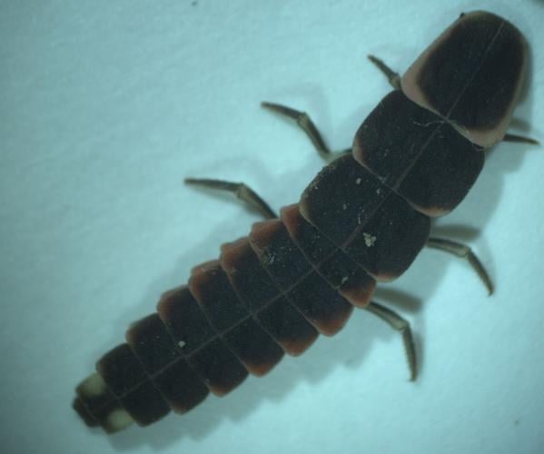 Looking down: Glow-worms bring observatory's eyes back to Earth | Local ...