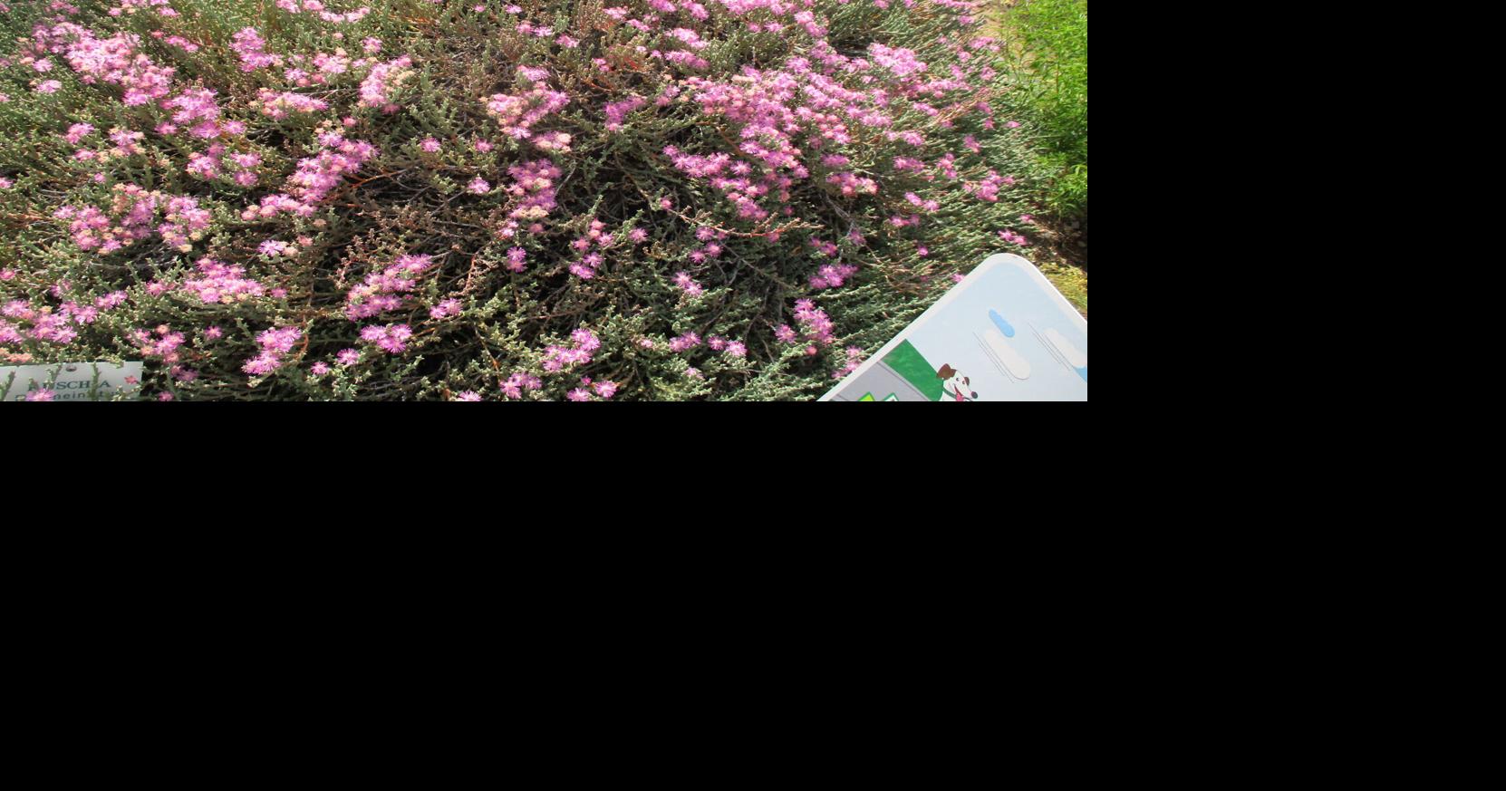 Green Valley Gardeners: Can ice plants survive desert summers? | Get ...