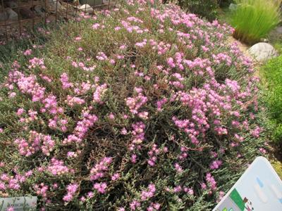 Green Valley Gardeners: Can ice plants survive desert summers? | Get ...