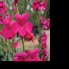 Spring plant sale blooms at Tohono Chul Park | Get Out | gvnews.com