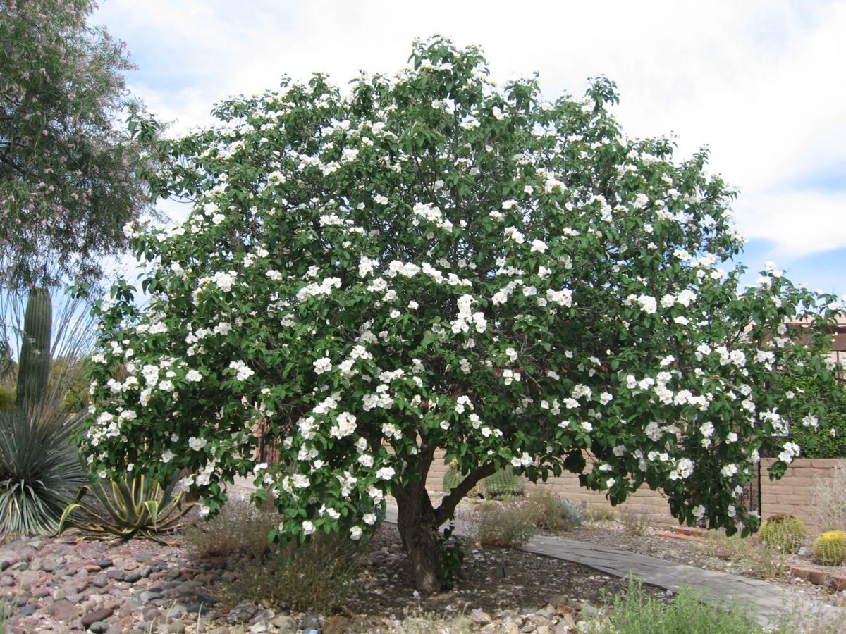 GV Gardeners: Desert trees heavy with seasonal bloom | Get Out | gvnews.com