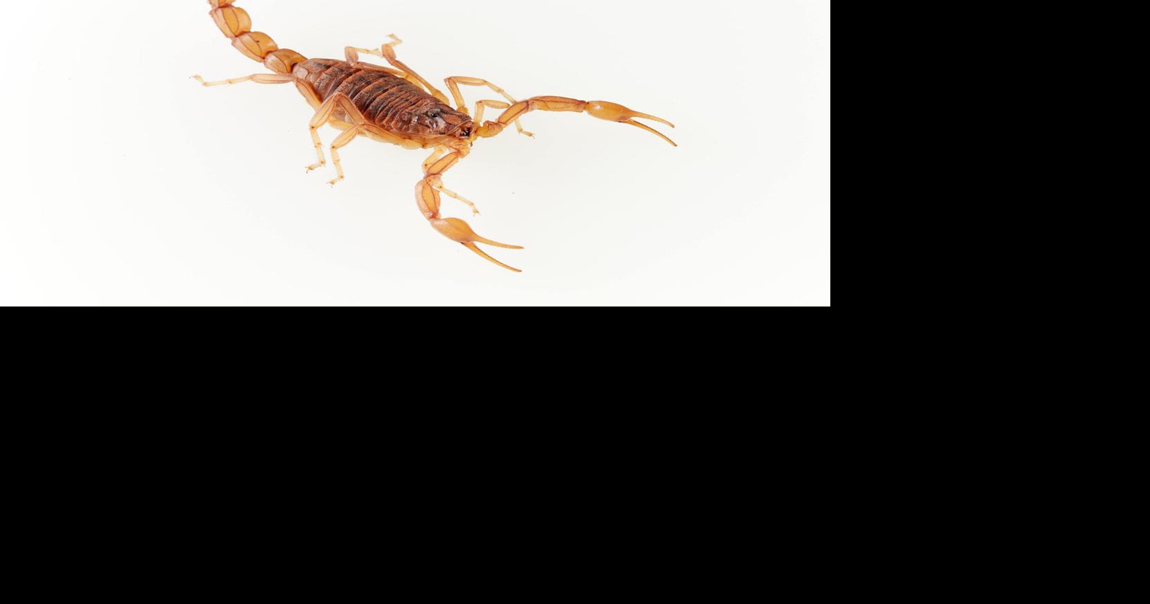 3 Tips to Control Scorpions This Summer | Bill's Home Service | gvnews.com