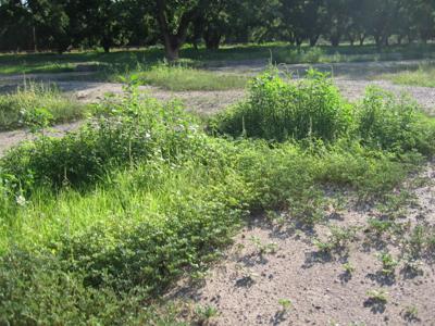 Master Gardener: Invasive weeds in the Sonoran Desert | Get Out ...