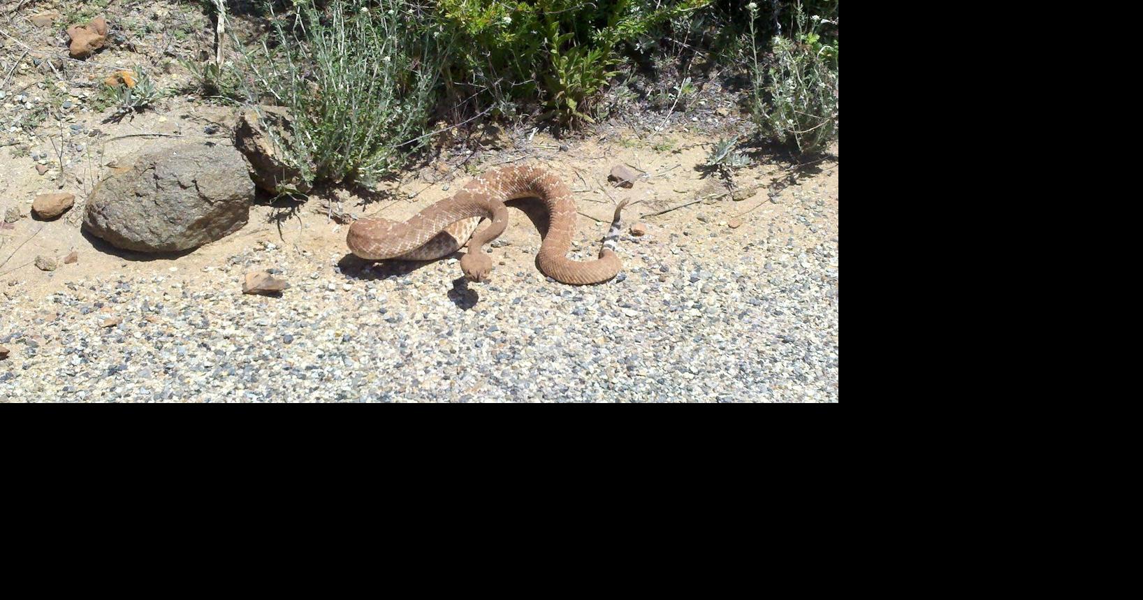 Treatment and avoidance of rattlesnake bites | Valley Verde ...