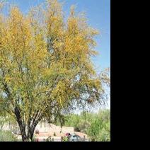 GV?Gardeners: High-litter, low-litter trees | Opinion | gvnews.com