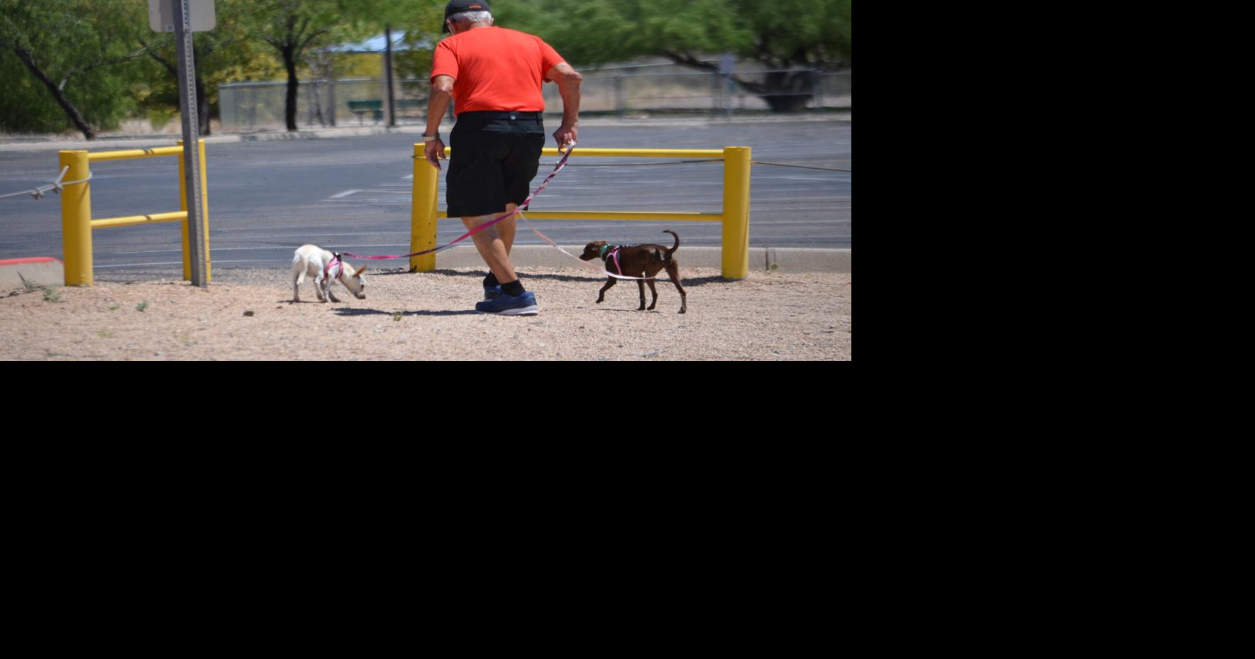 Unleashed: Roaming dogs present public-safety issue | Local News ...