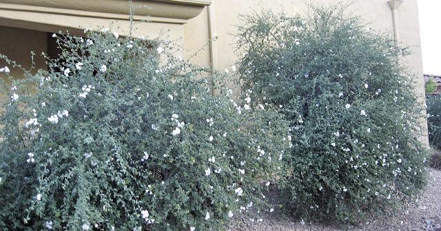 GV Gardeners: Options in place of sight-robbing trees | Get Out ...