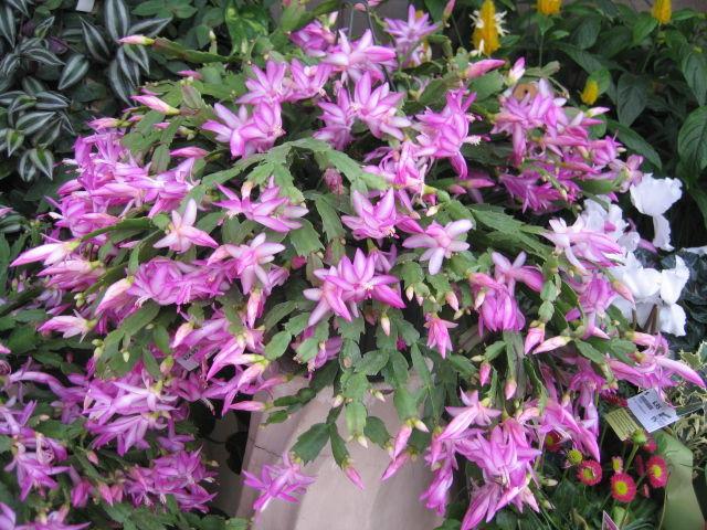 GV Gardeners: Christmas cactus creates holiday nostalgia | Get Out ...