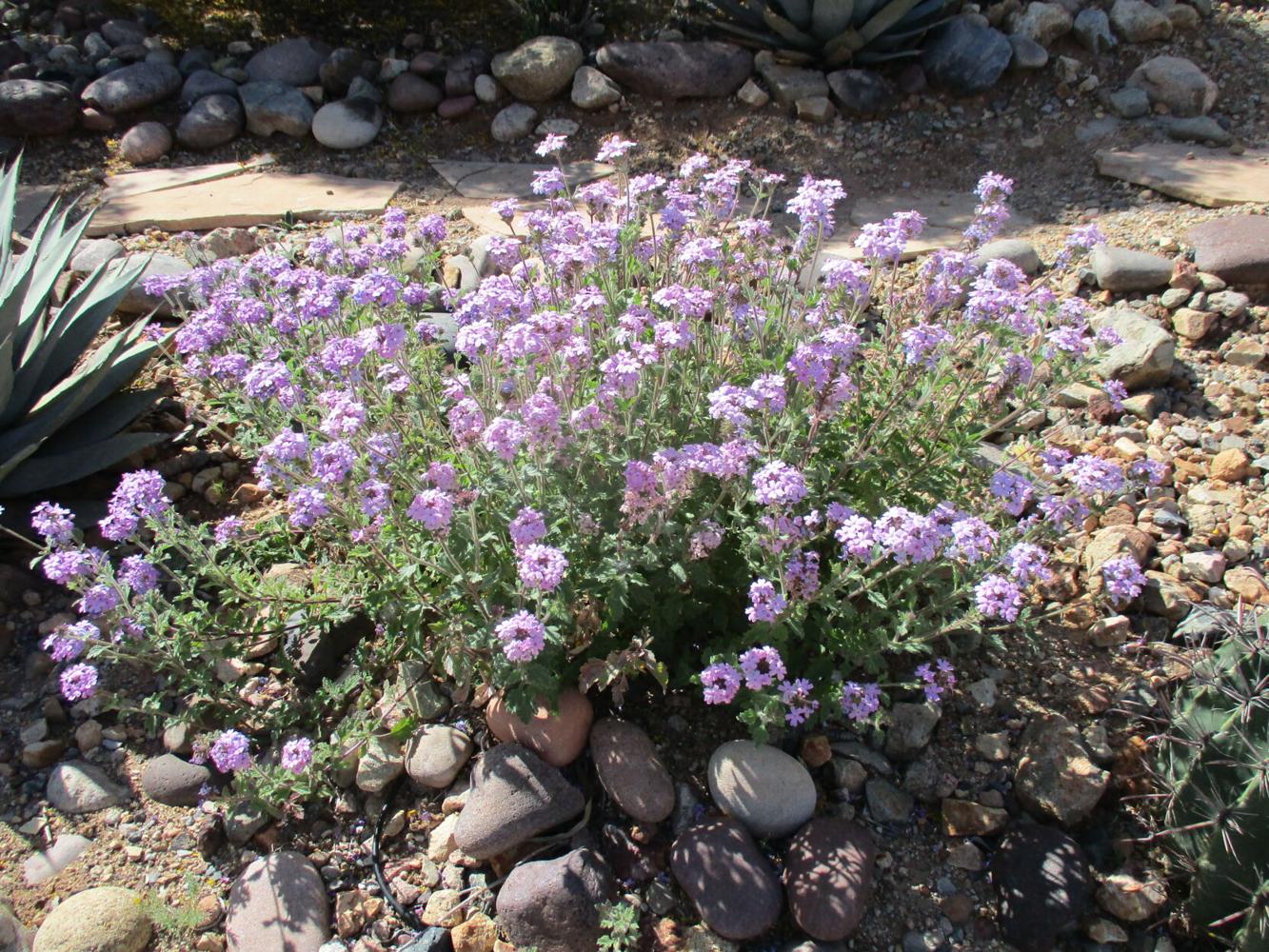 Green Valley Gardeners: Meet the verbena family | Get Out | gvnews.com