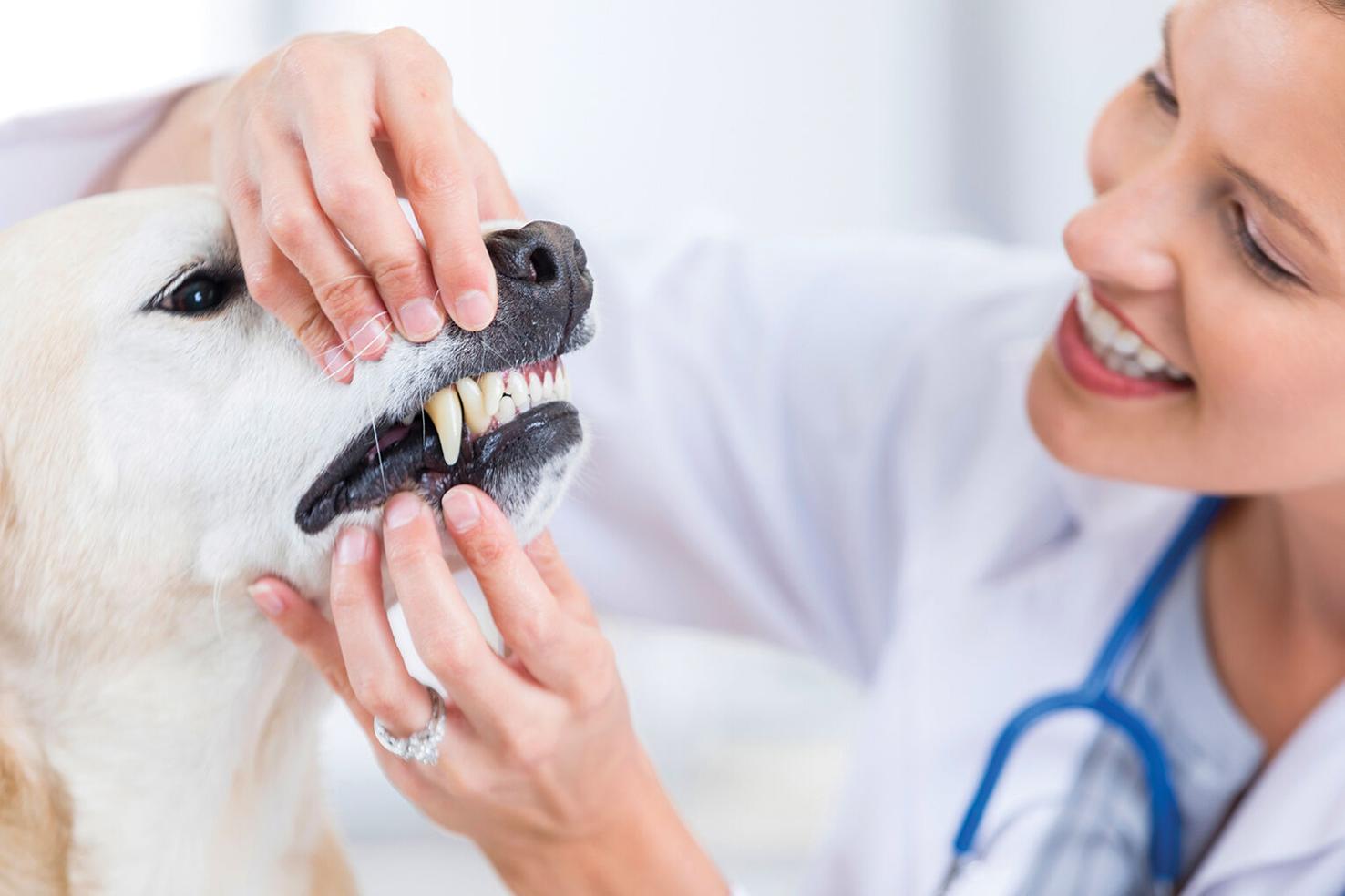 Tooth root abscesses in dogs | Valley Verde Veterinarians | gvnews.com