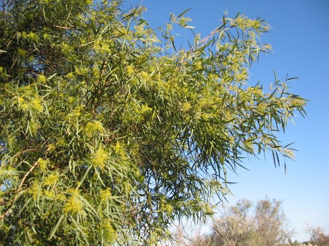 GV Gardeners: African sumac trees now abuzz | Get Out | gvnews.com